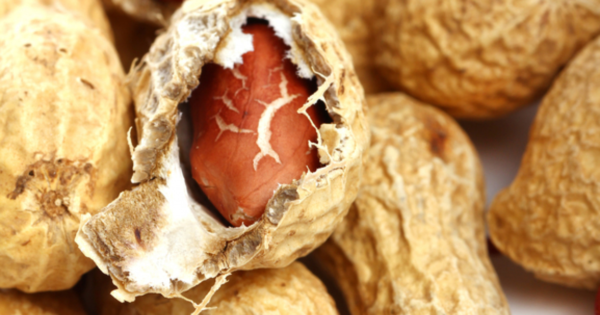 Burské oříšky z vlastní sklizně